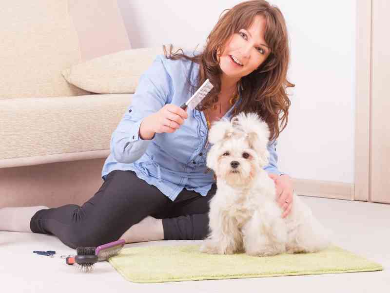 Tips For Grooming Your Dog s Coat Skin Nails And Teeth At Home