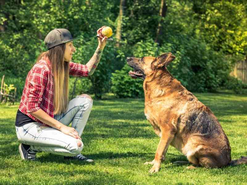 Teach Your Dog Self-control - The Dog Daily