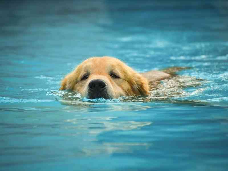 Design An Exercise Program For Your Dog The Dog Daily Design An Exercise Program For Your Dog The Dog Daily