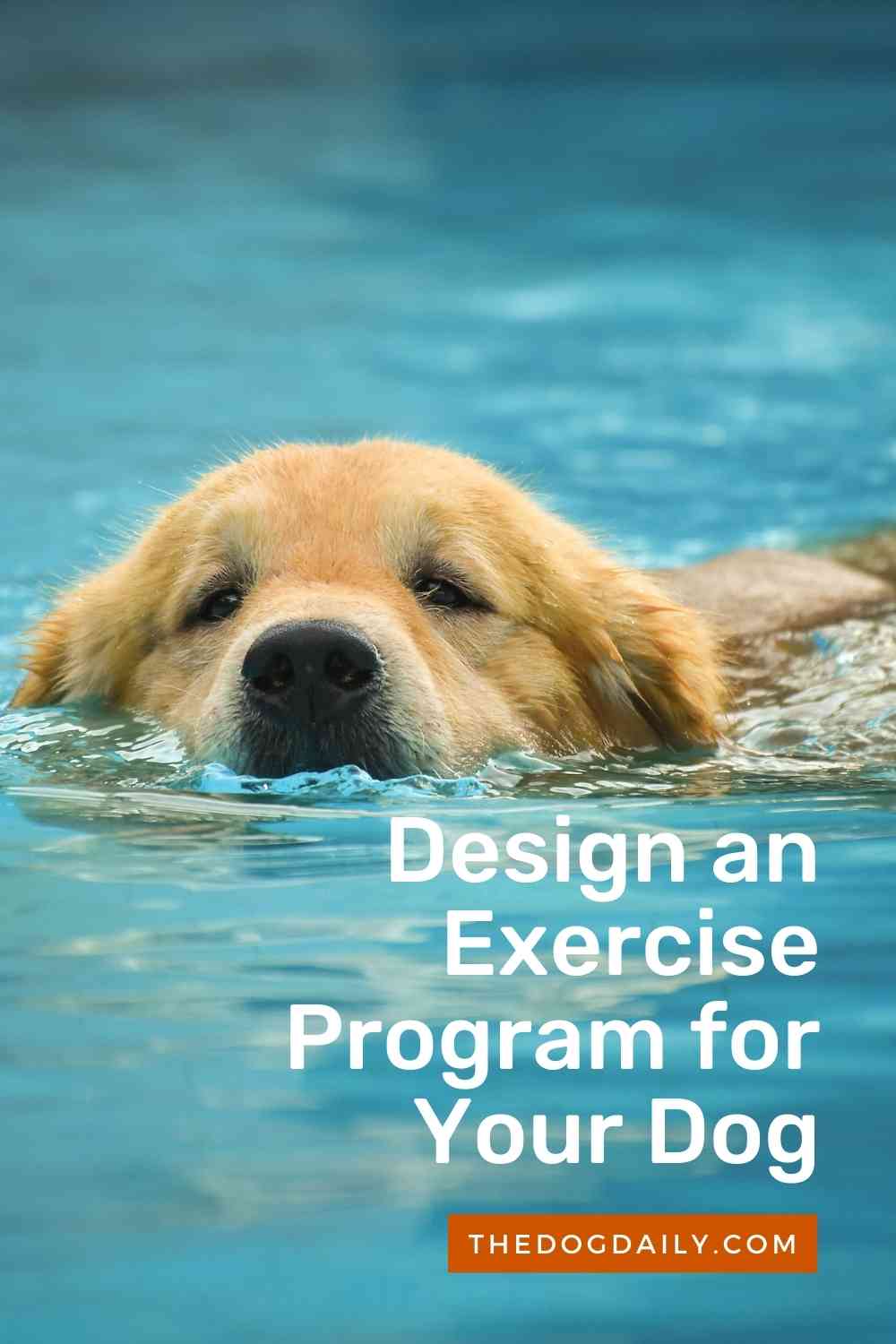 Design An Exercise Program For Your Dog The Dog Daily