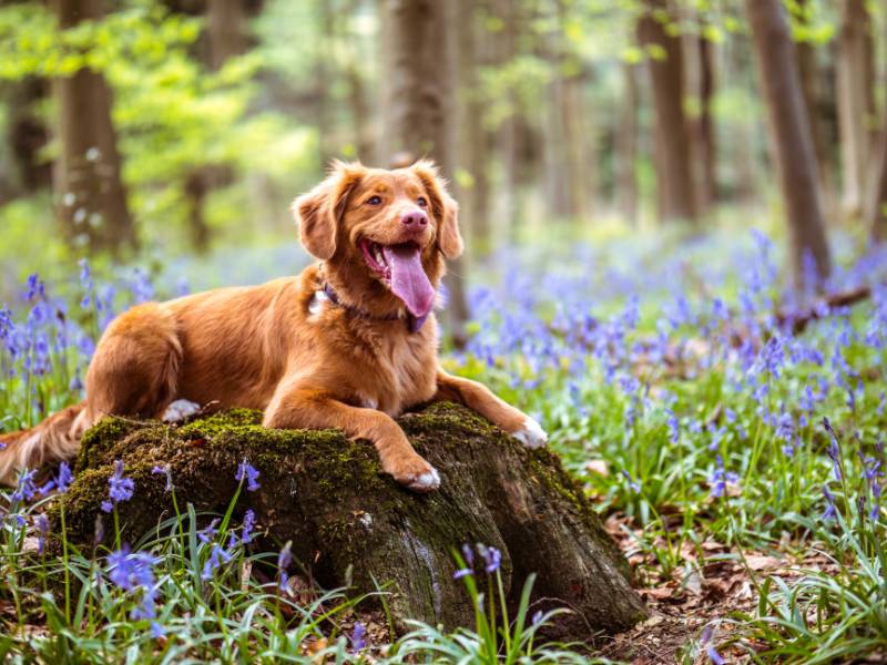Your Guide To Having a Happy Hound - The Dog Daily