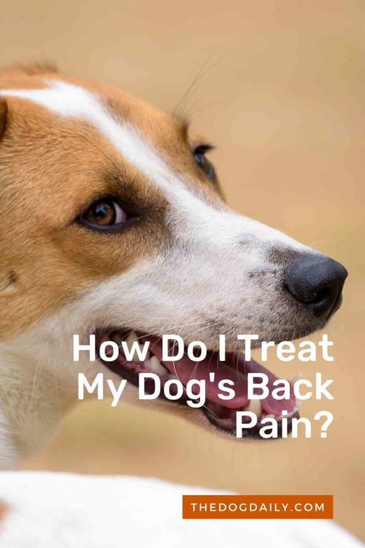 How To Care For Your Dog s Painful Back