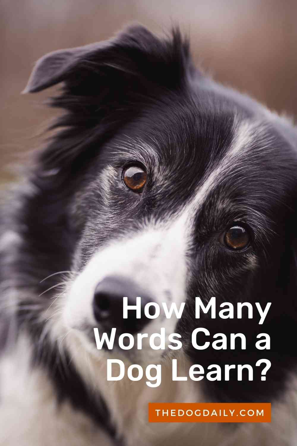 Teaching Your Dog Words The Dog Daily teaching-your-dog-words-the-dog-daily
