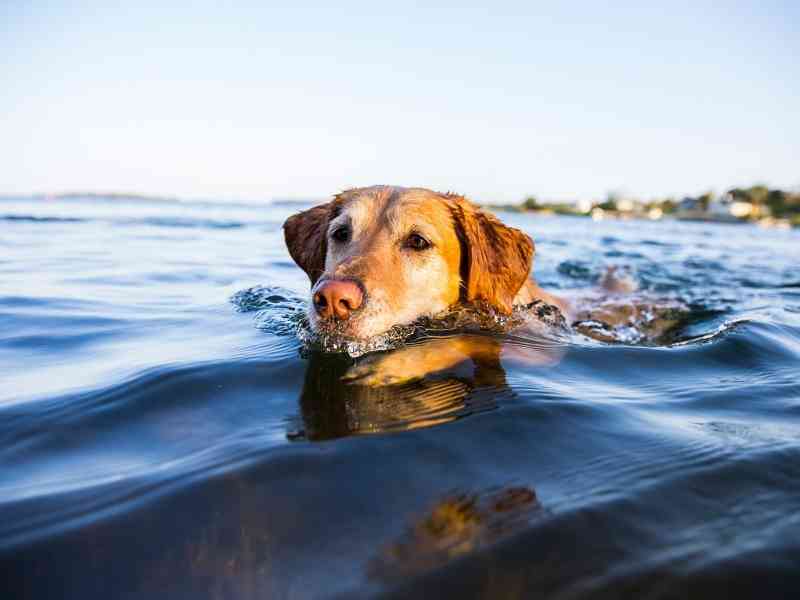 Tips On How To Safely Teach Your Dog To Swim