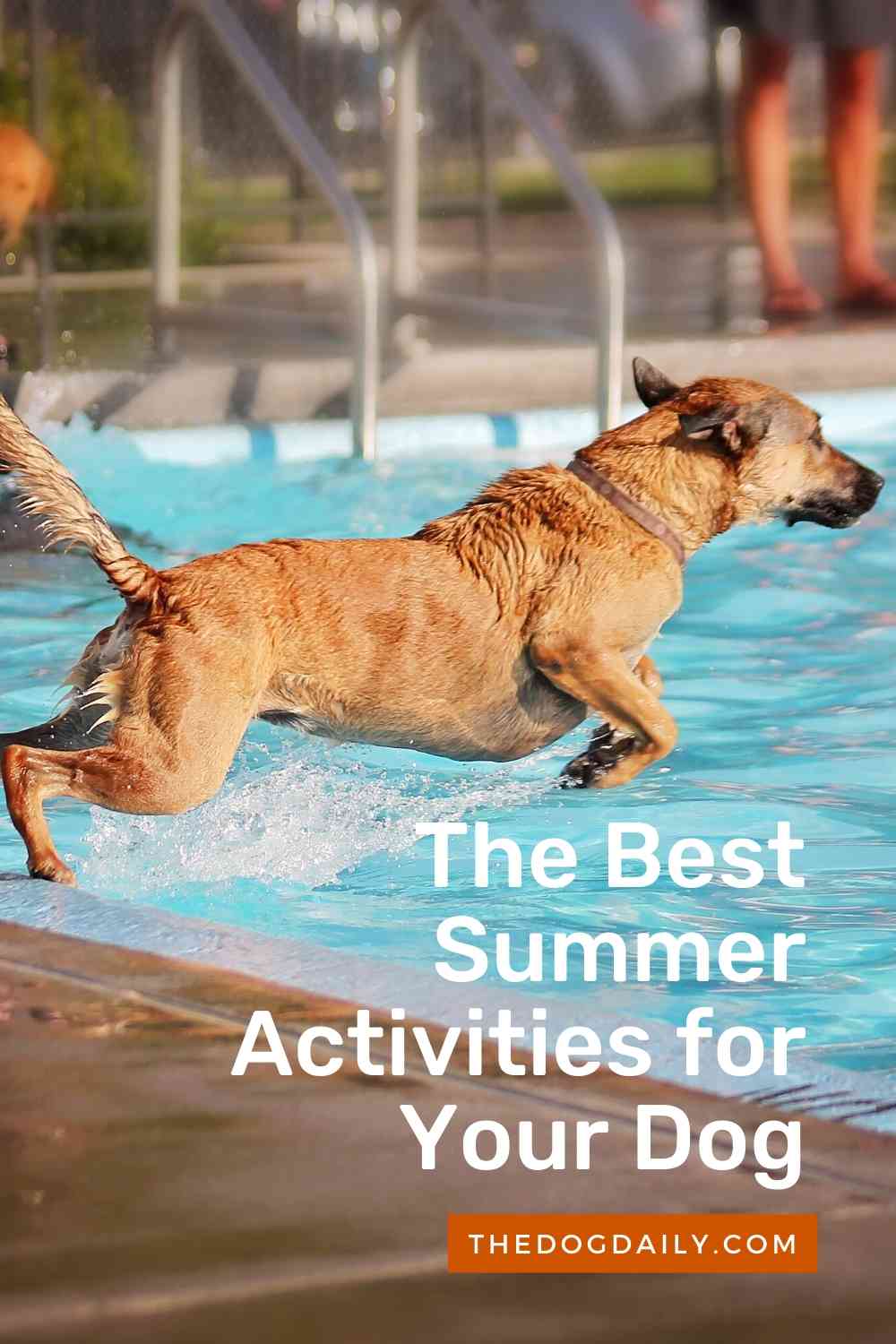 The Best Summer Activities For You And Your Dog To Try the-best-summer-activities-for-you-and-your-dog-to-try