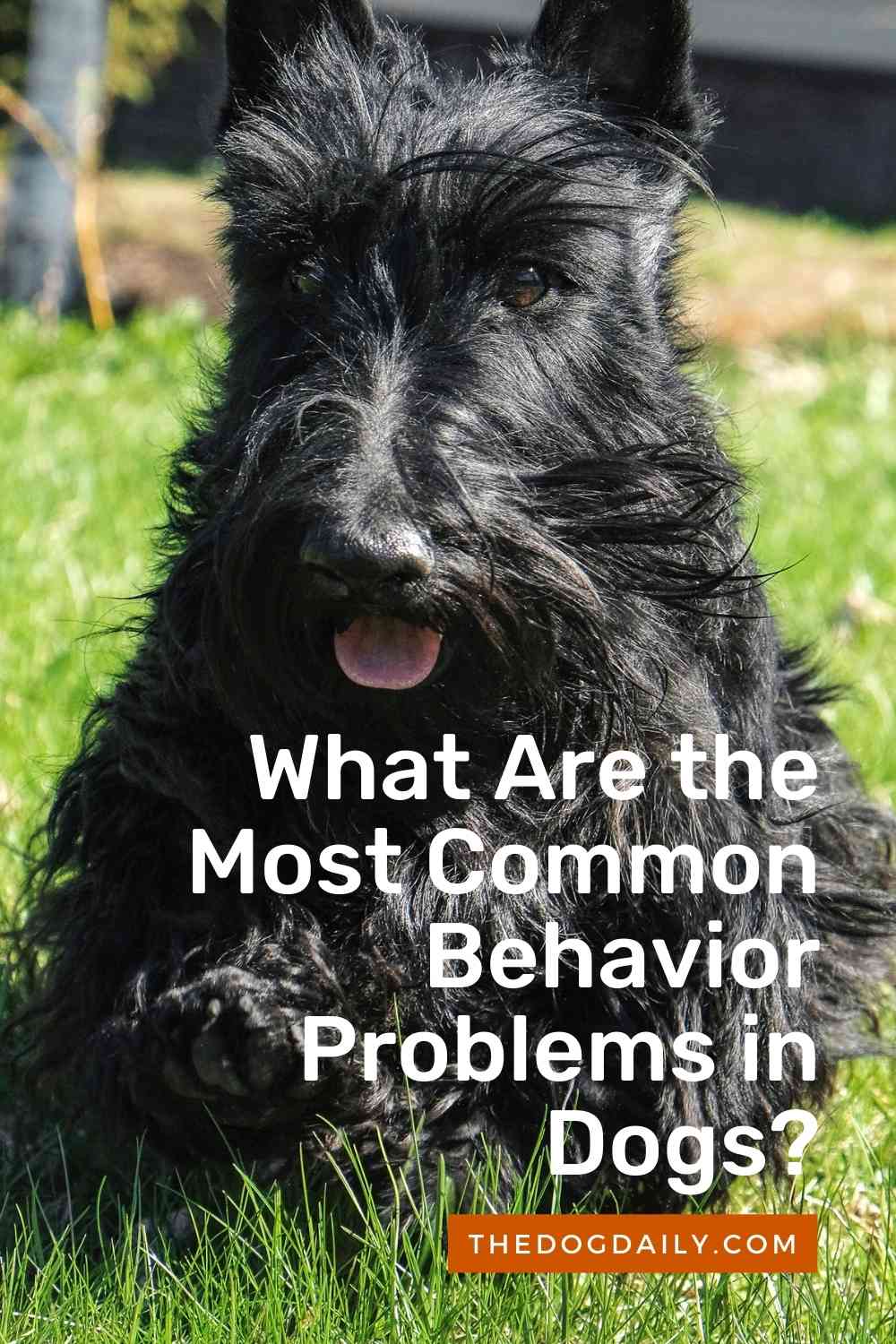 what-are-the-most-common-behavior-problems-in-dogs