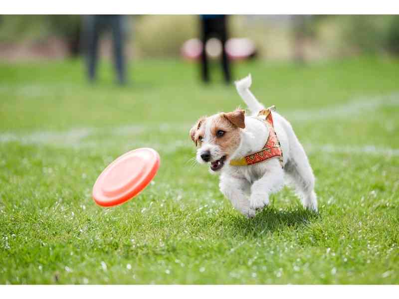 The Best Exercise Guide For Your Dog - The Dog Daily