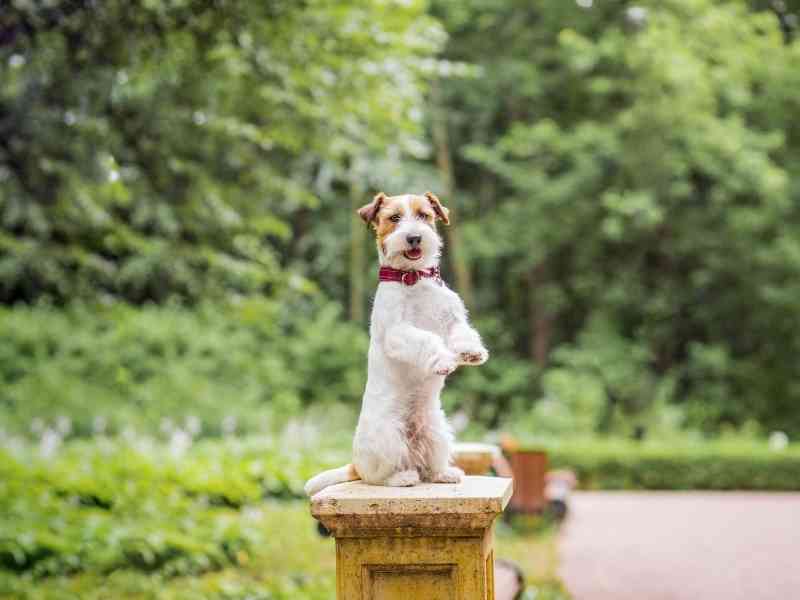 The Best Guide to Teaching Your Dog Fun New Tricks