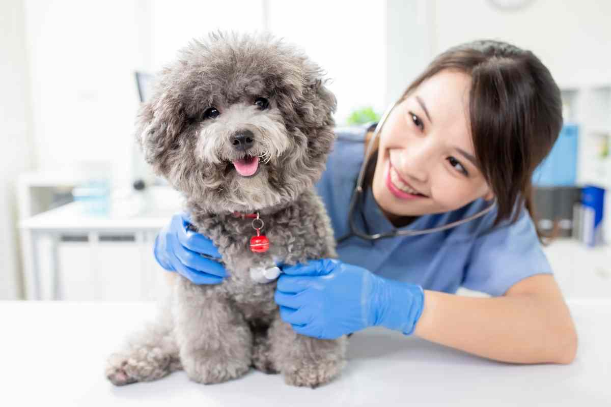 Which Human Painkillers Are Safe For Dogs